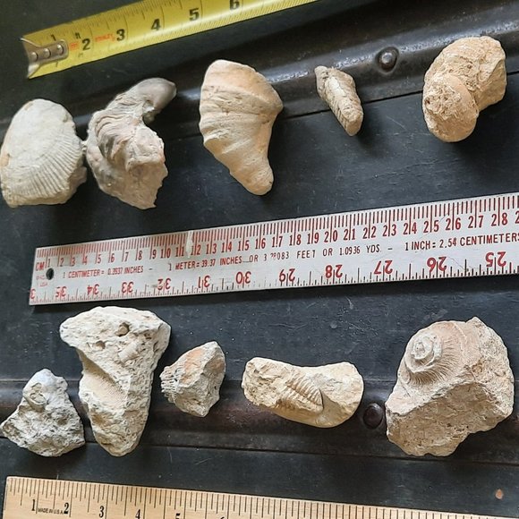 Accents | Limestone Fossils Sea Shell Clam Snail Crustacean Crinoid ...